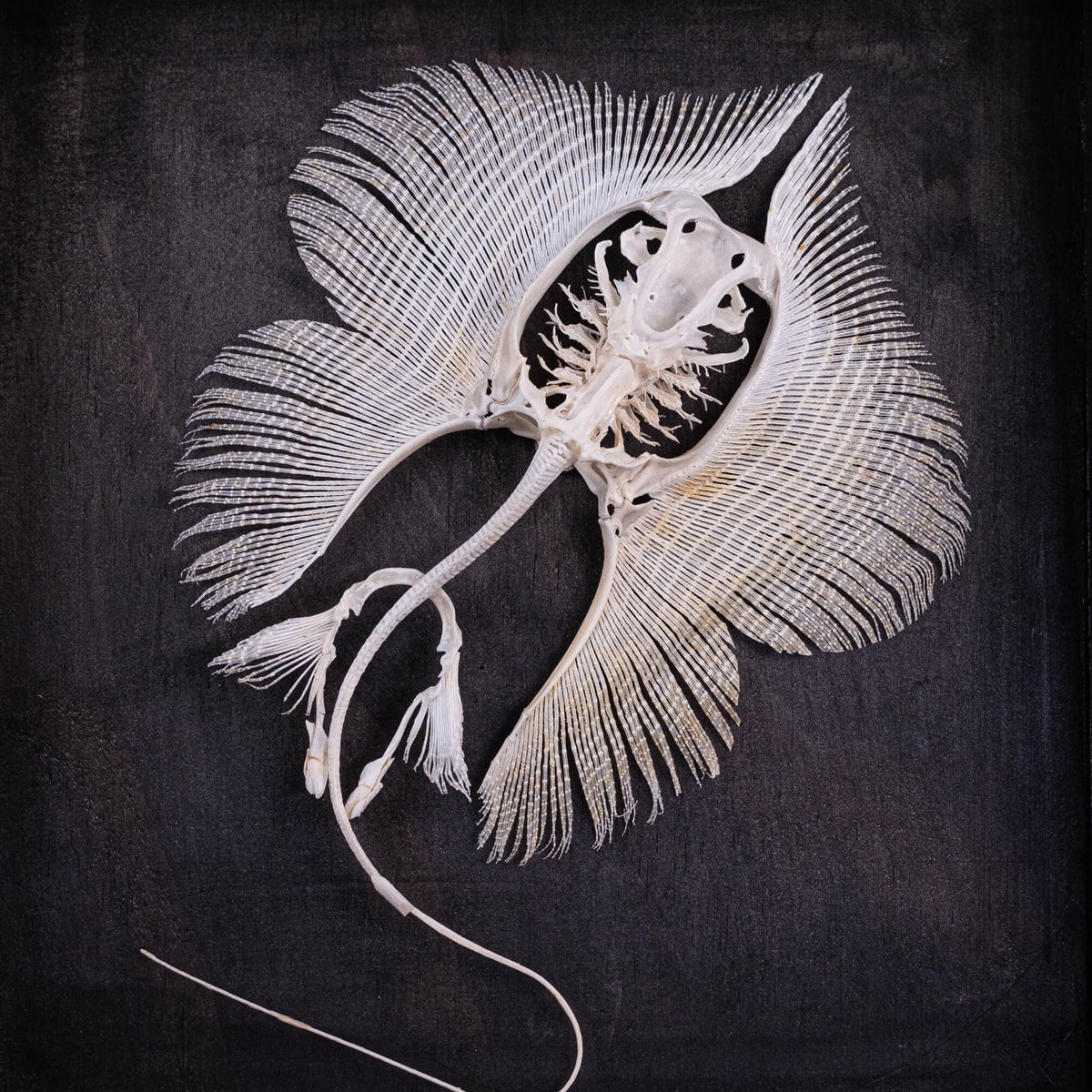 Real STINGRAY skeleton, magnet mounting, Fish Skeleton Taxidermy in sh ...