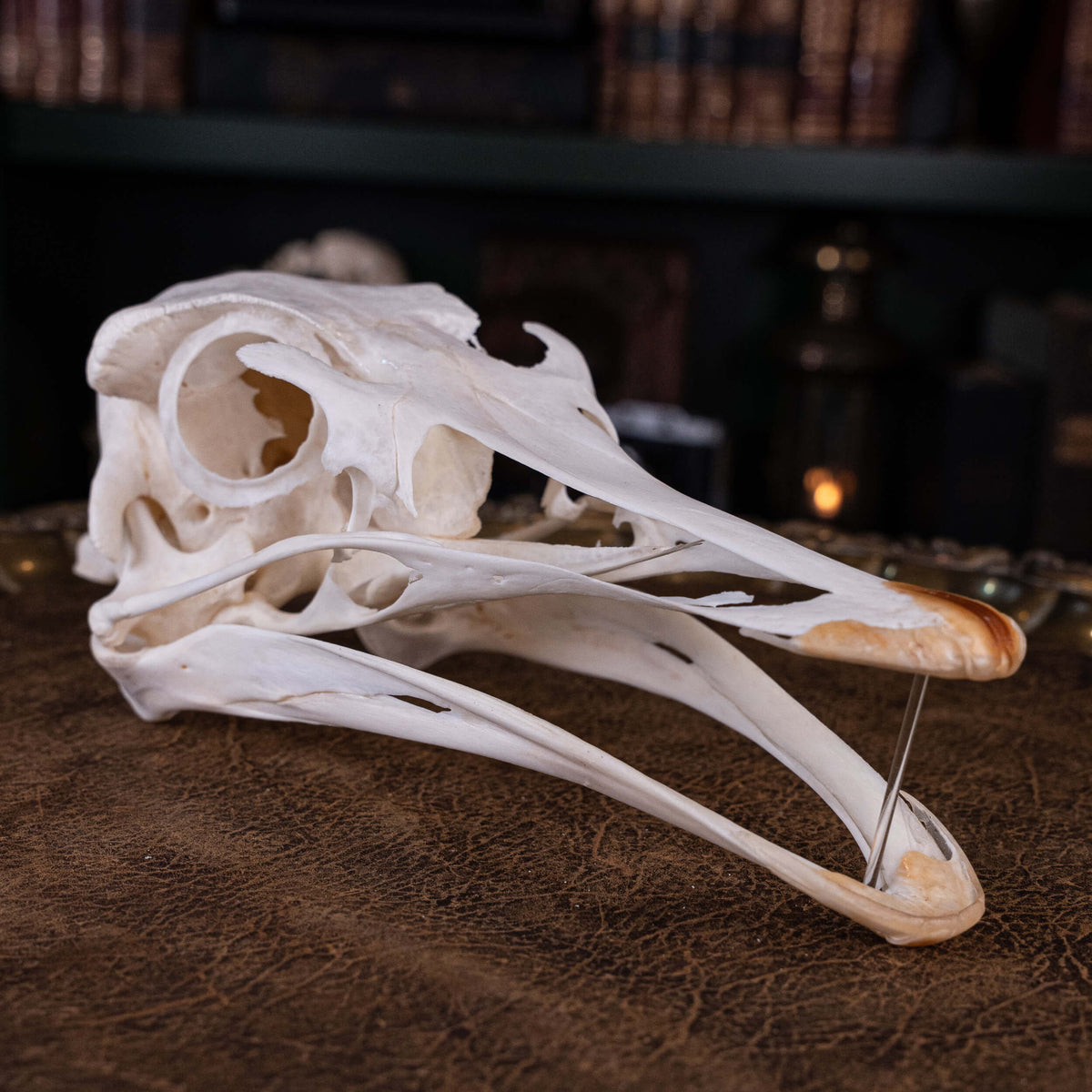 Real Ostrich Skull, taxidermy, biggest bird skull anatomy – Duy Ng Skeleton