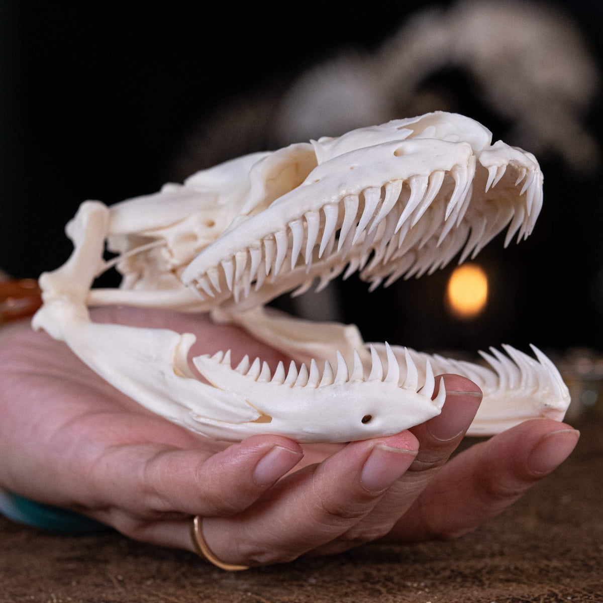 Real Python skull 12 cm XXL, snake skull, snake taxidermy – Duy Ng Skeleton