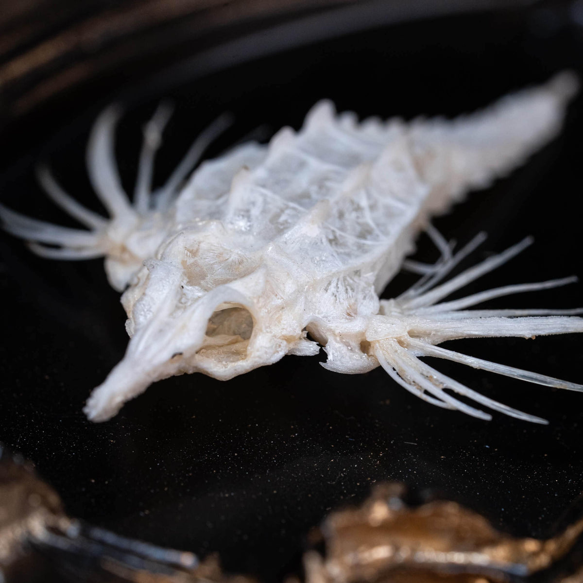 Real Dragon Sea Moth skeleton, Seamoth, Pegasidae, Fish skeleton Taxid ...