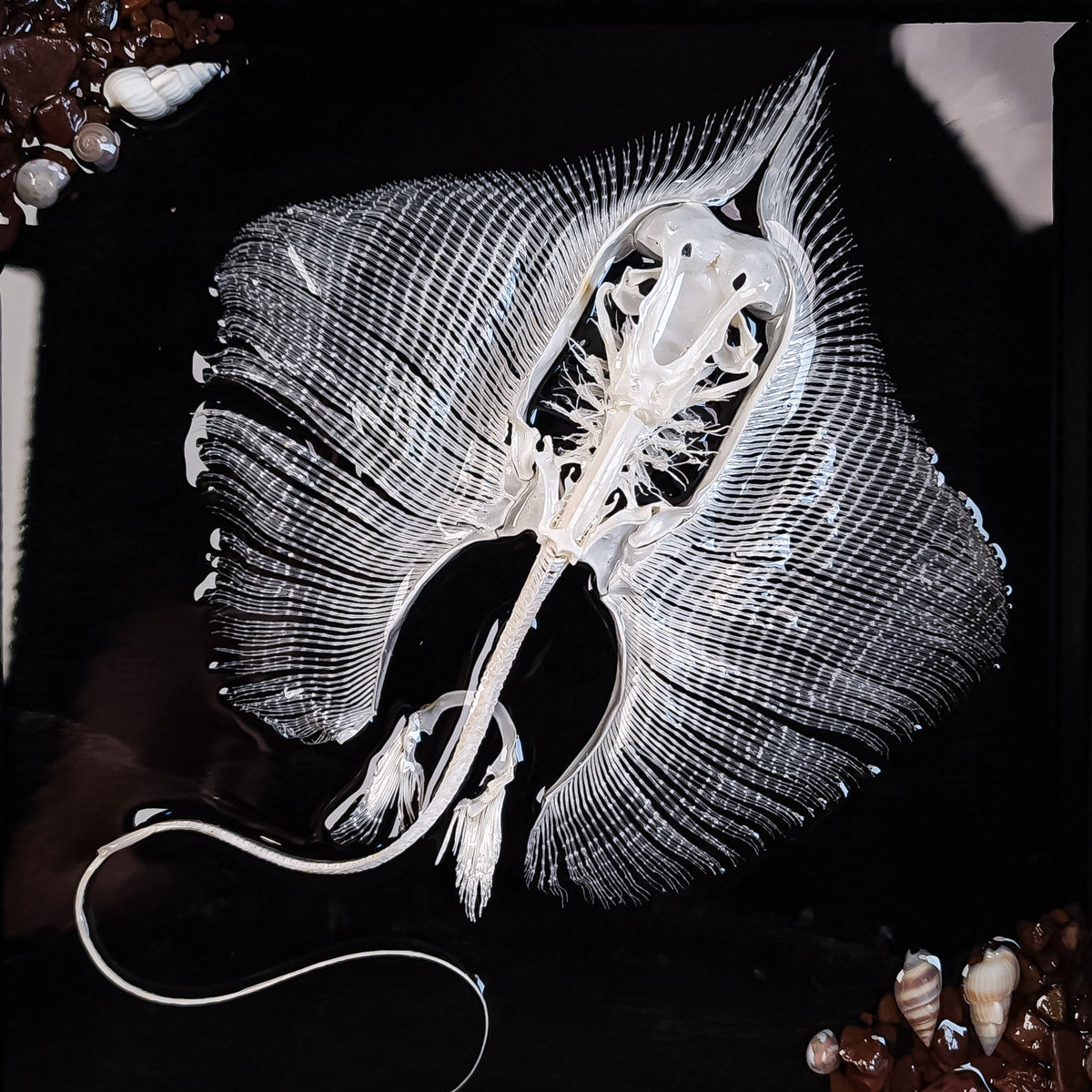 Real Stingray Skeleton, Fish Skeleton taxidermy in in shadow box with ...