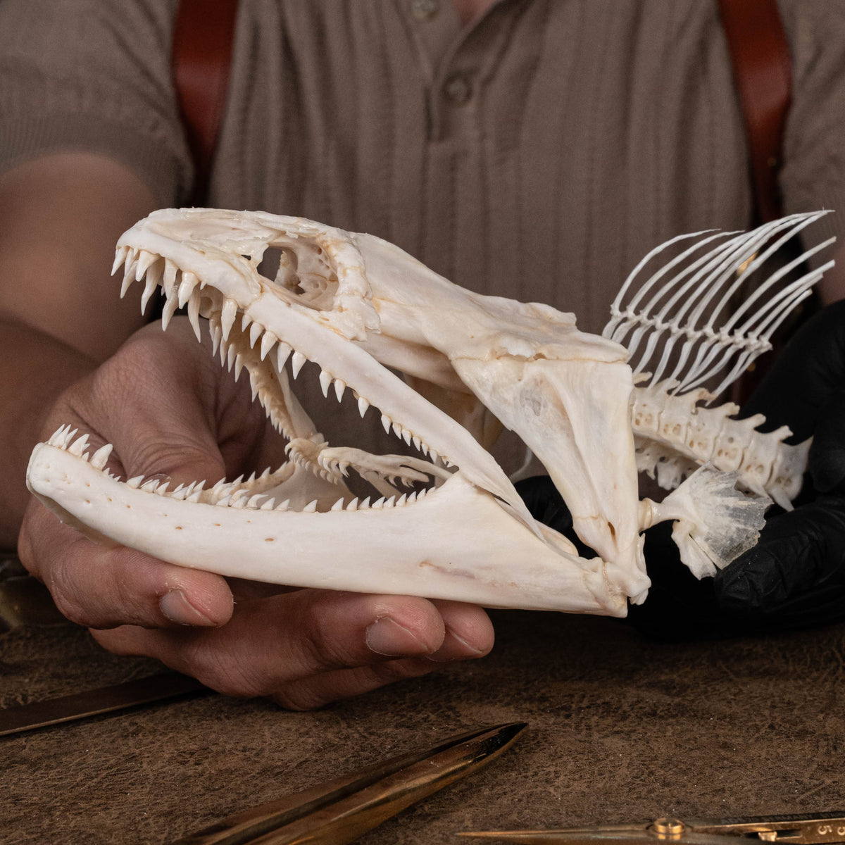 Real Moray Eel Skull 12 cm, Monster fish skeleton Taxidermy, Pharyngea ...