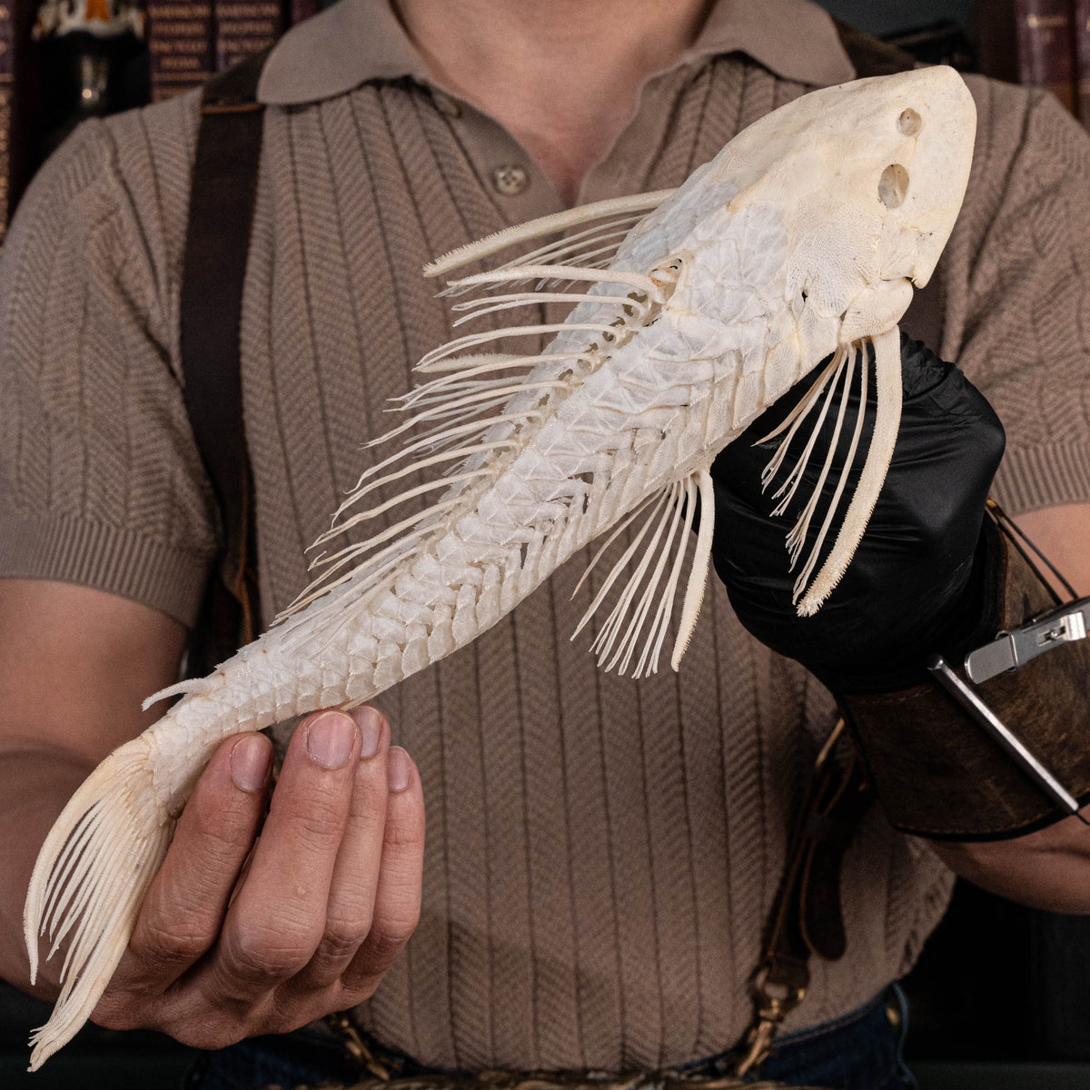 Real Pleco fish skeleton, Armored Suckermouth Catfish – Duy Ng Skeleton