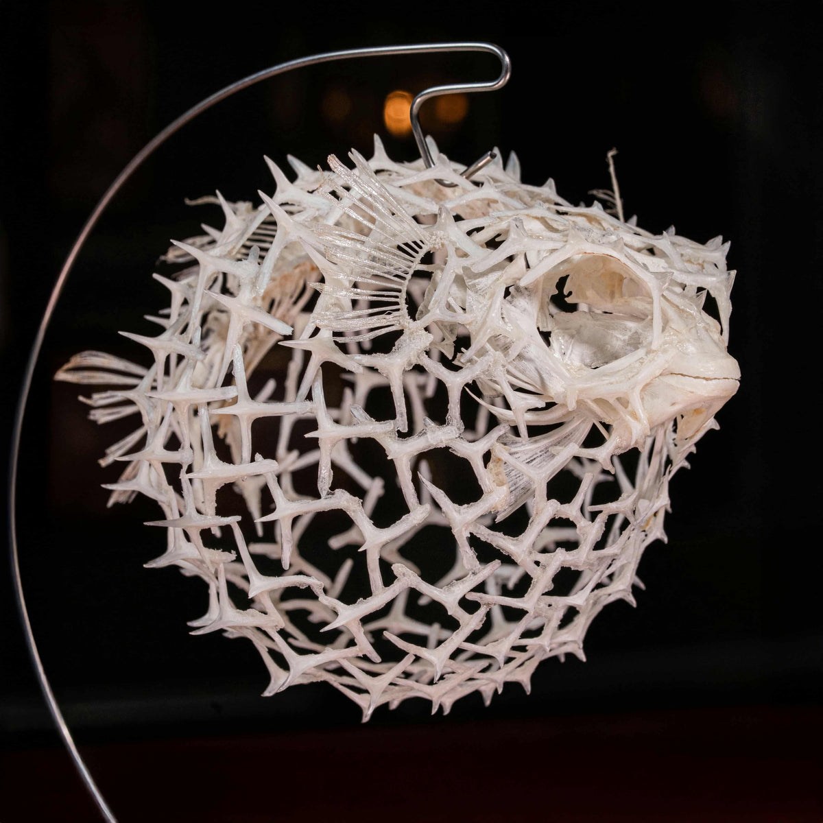 Pufferfish skeleton fish taxidermy, porcupinefish, Balloonfish, Blownf ...