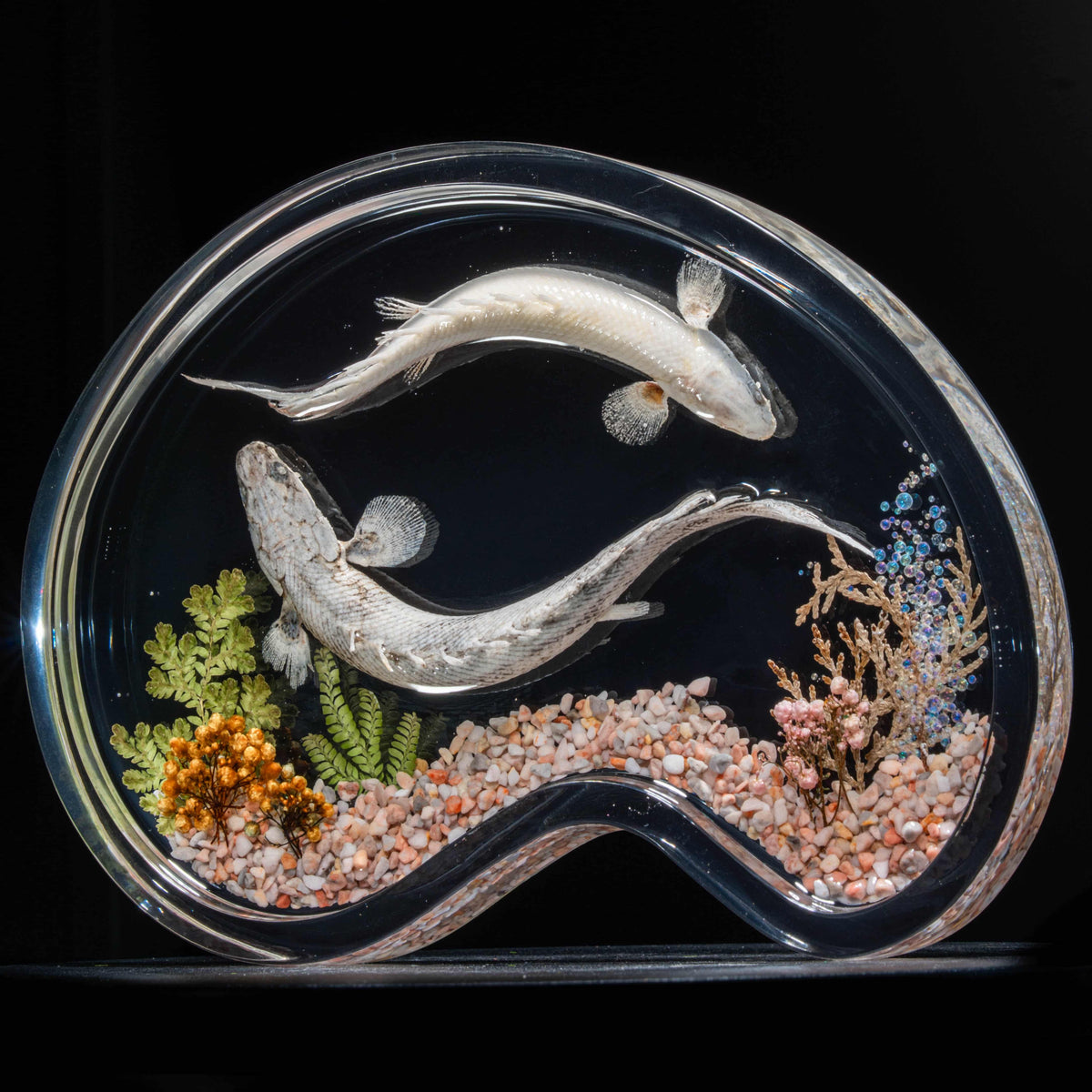 Real Bichir Fish Skeleton Taxidermy – Dual Real Polypterus Skeletons b ...