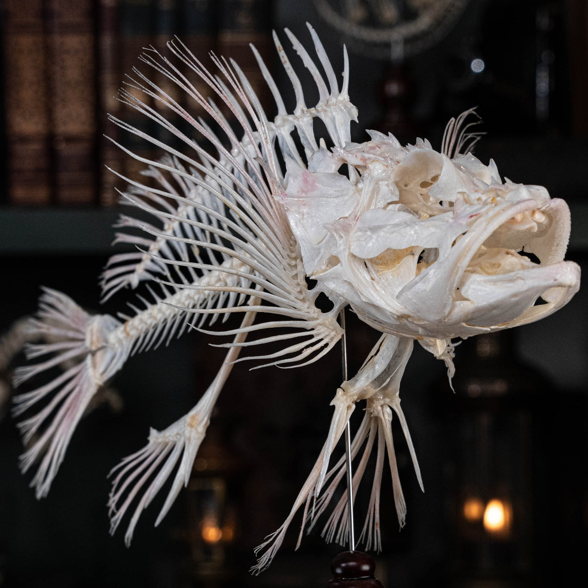Real Scorpionfish skeleton, Poisonous fish, fish skeleton taxidermy, S ...