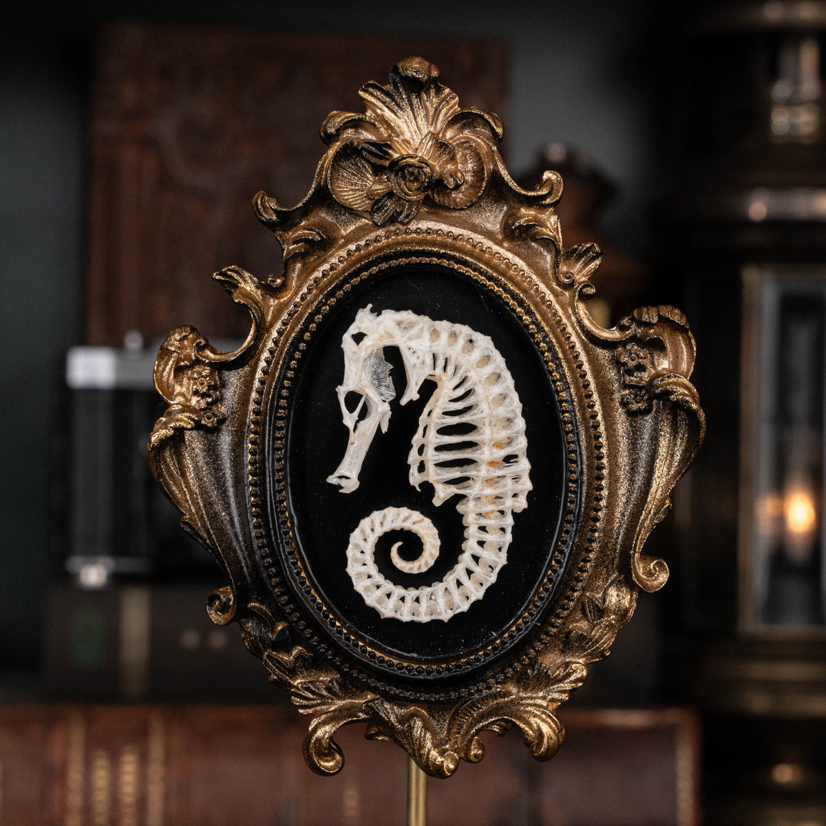 Seahorse skeleton, fish skeleton taxidermy - Magnet mounted onto Vinta ...