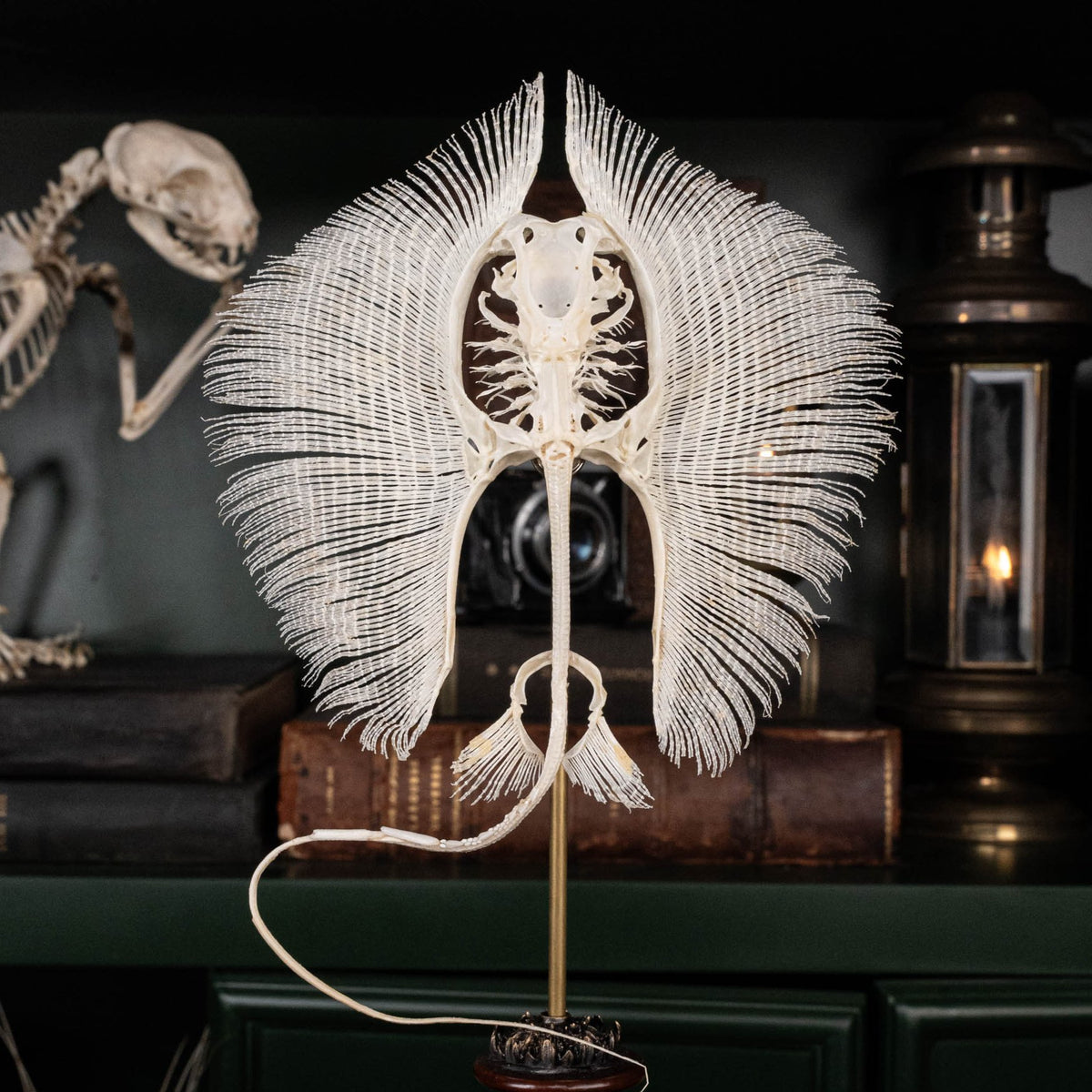 Stingray Skeleton Real fish Taxidermy - Nautical Gothic Decor – Duy Ng ...