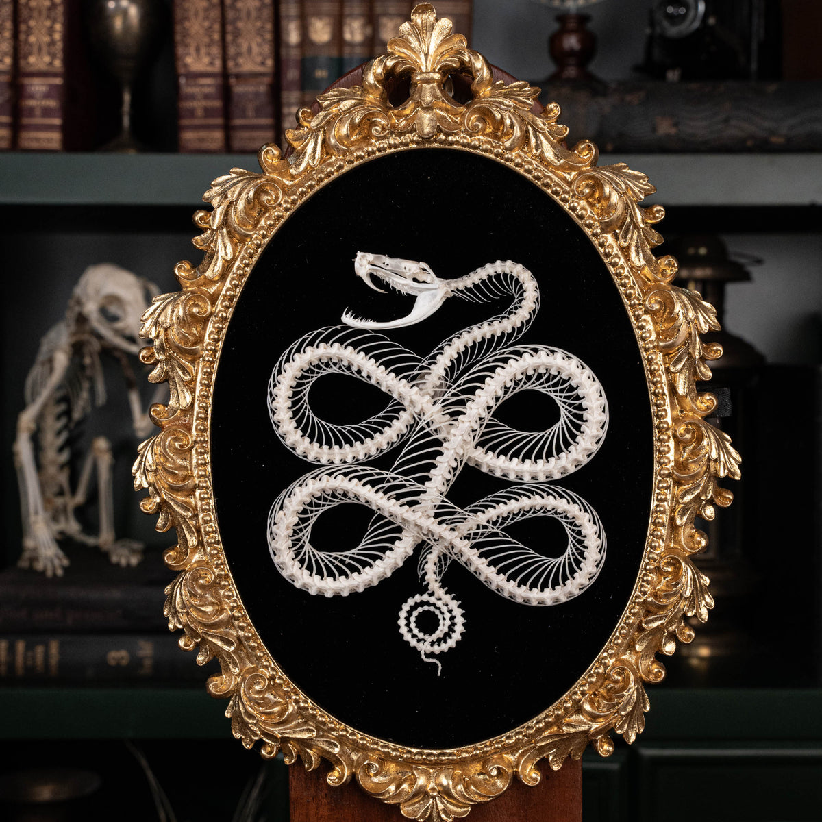 Real Viper snake skeleton taxidermy, Celtic knot pattern on Gothic fra ...