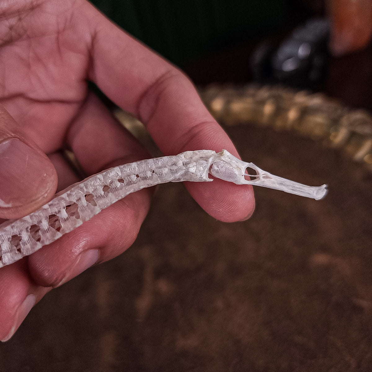 Real Pipefish skeleton, fish taxidermy anatomy art – Duy Ng Skeleton