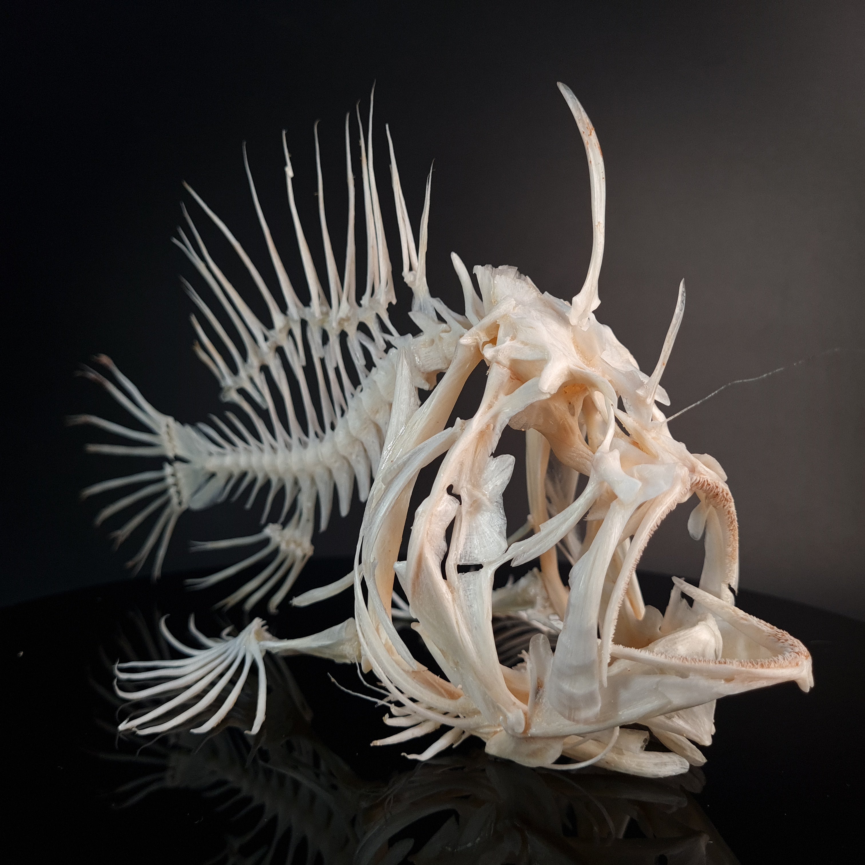 Real Frogfish Skeleton, Anglerfish, Antennariidae, fish skeleton taxid ...