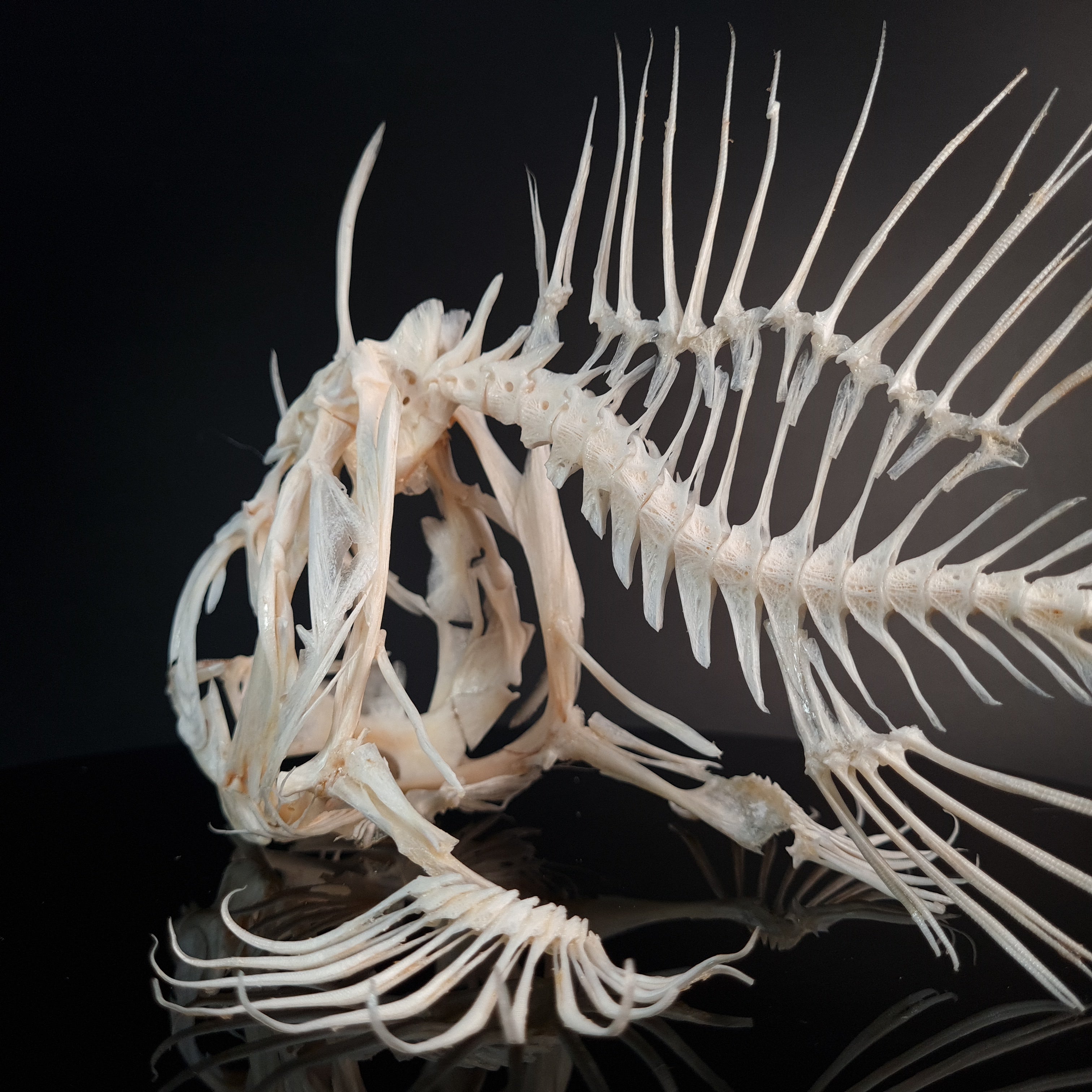 Real Frogfish Skeleton, Anglerfish, Antennariidae, fish skeleton taxid ...