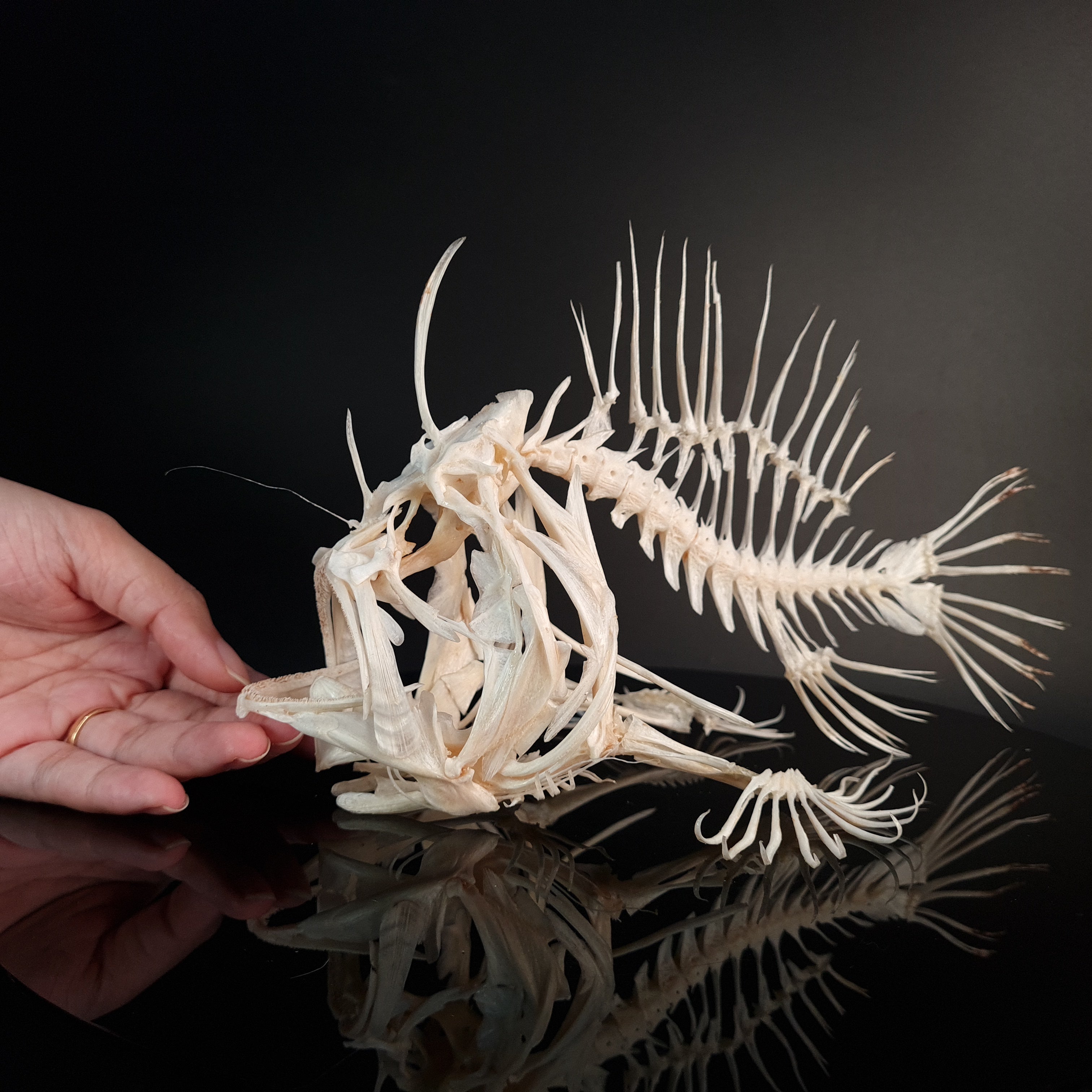 Real Frogfish Skeleton, Anglerfish, Antennariidae, fish skeleton taxid ...