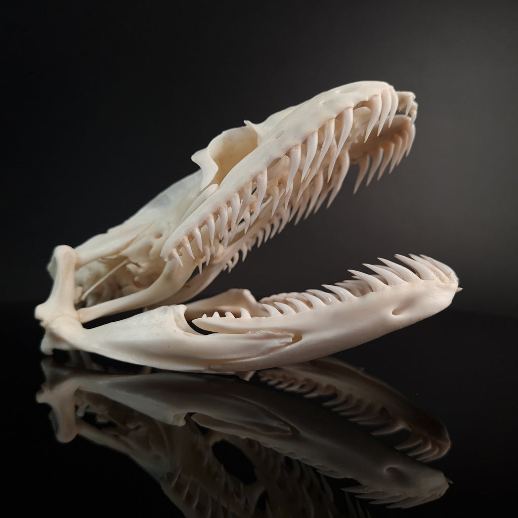 Real Animal Skulls, Skeletons & Bone Art – Duy Ng Skeleton